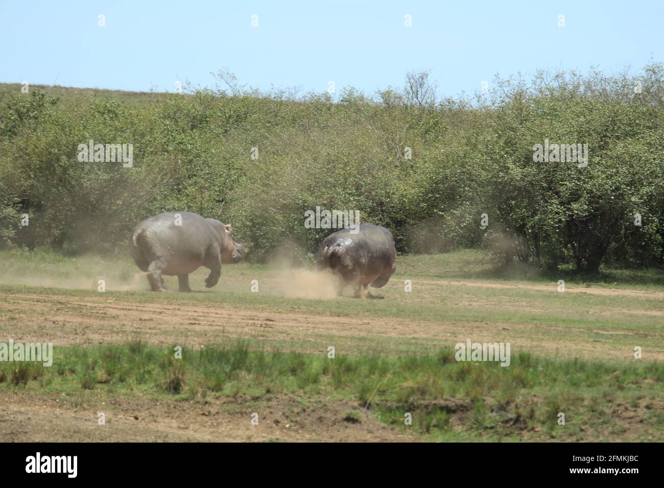 KENYA: ONE SNAPPER captured this epic battle between two EIGHT-THOUSAND ...