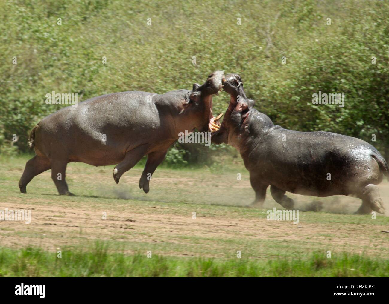 KENYA: ONE SNAPPER captured this epic battle between two EIGHT-THOUSAND ...