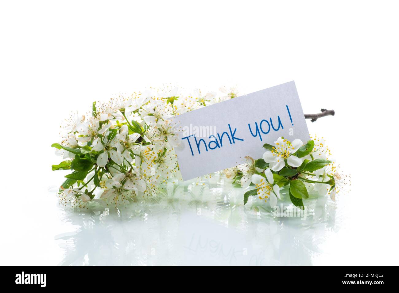 thank you card and blooming spring branch with flowers isolated on ...