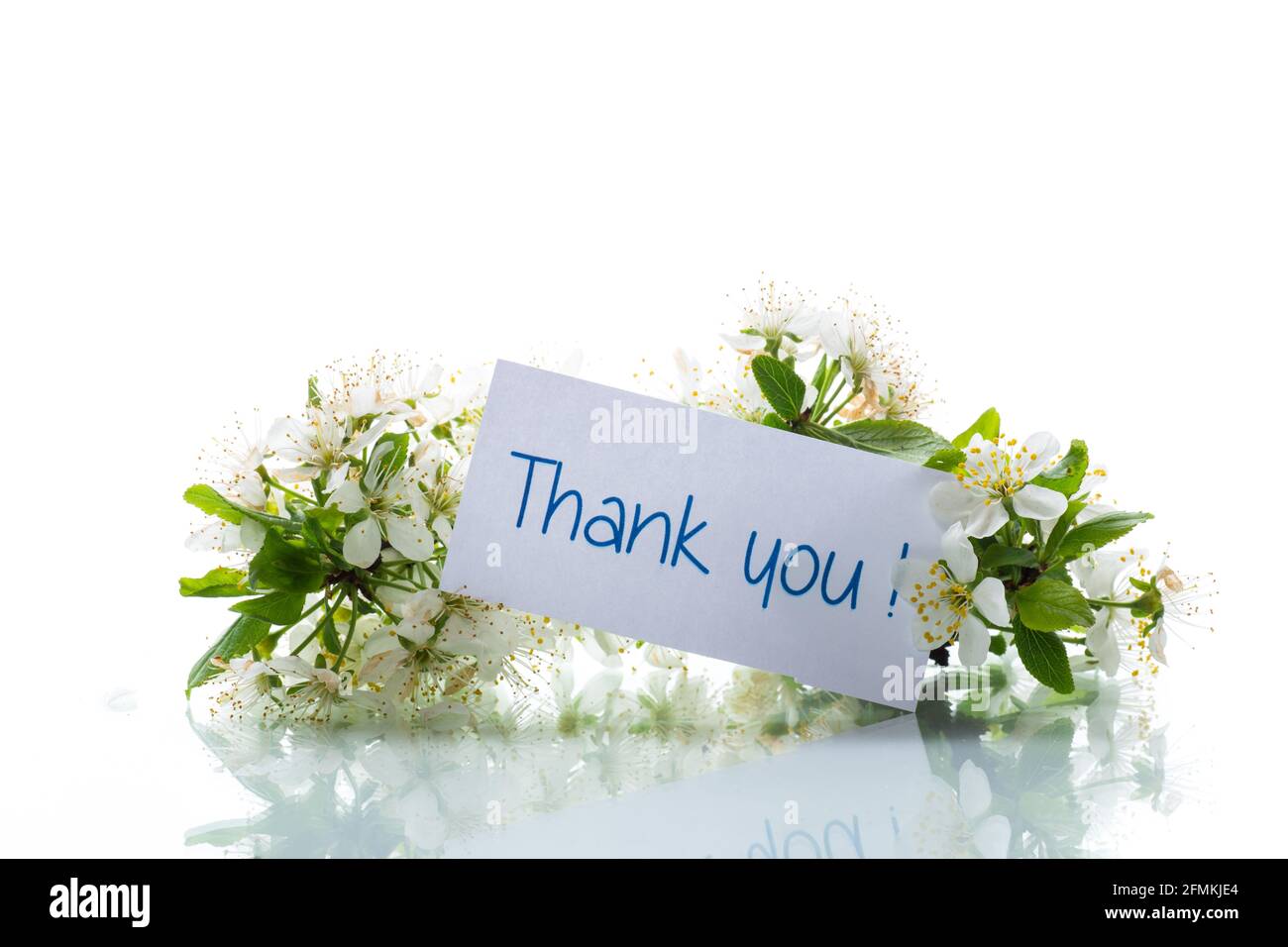thank you card and blooming spring branch with flowers isolated on ...