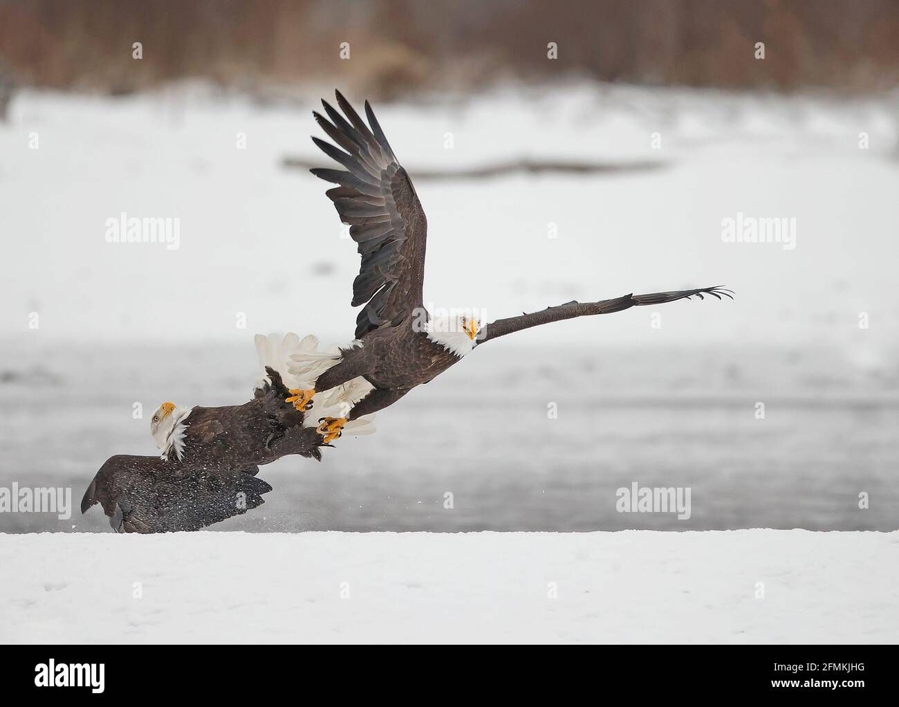 ALASKA, USA: The two birds fighting. THE MOMENT two hefty bald eagles ...