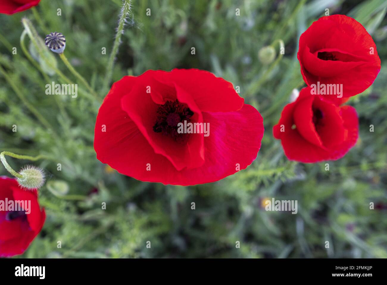 Top view of red poppies Stock Photo - Alamy