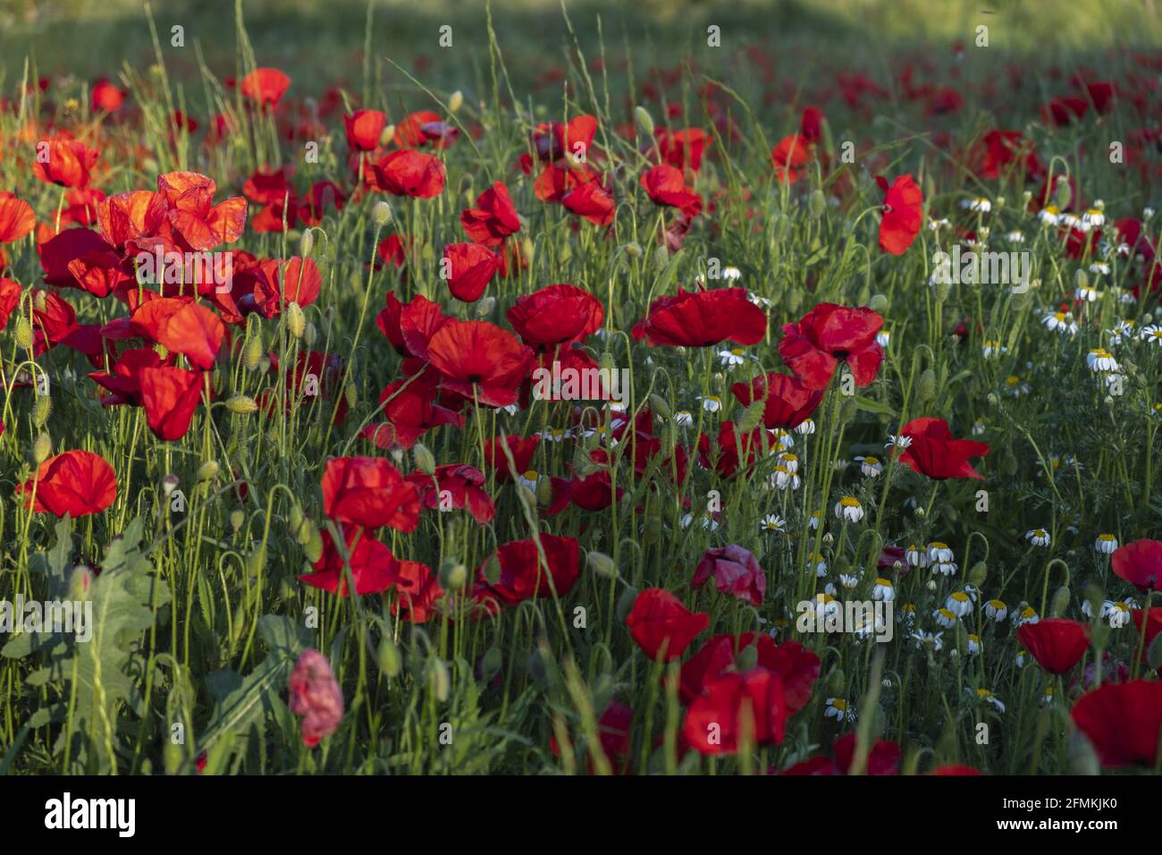 Daisy and poppy meadow on a sunny day Stock Photo - Alamy
