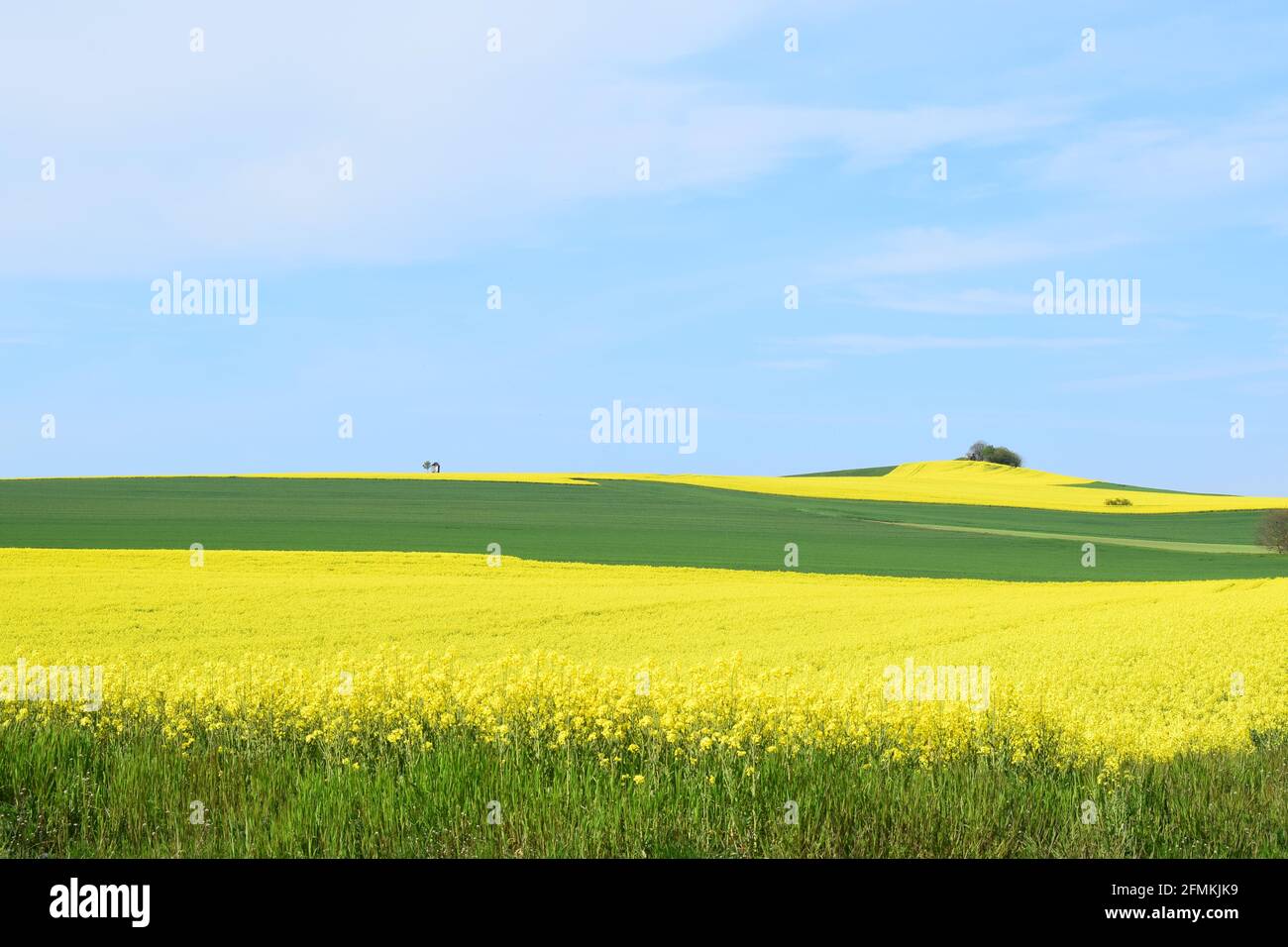 green and yellow fields in the Eifel Stock Photo - Alamy