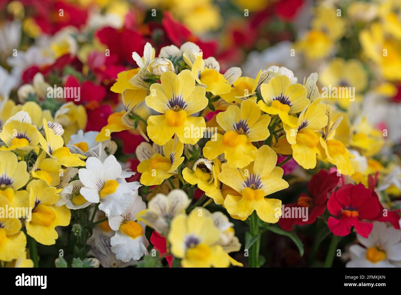 Sunsatia hi-res stock photography and images - Alamy