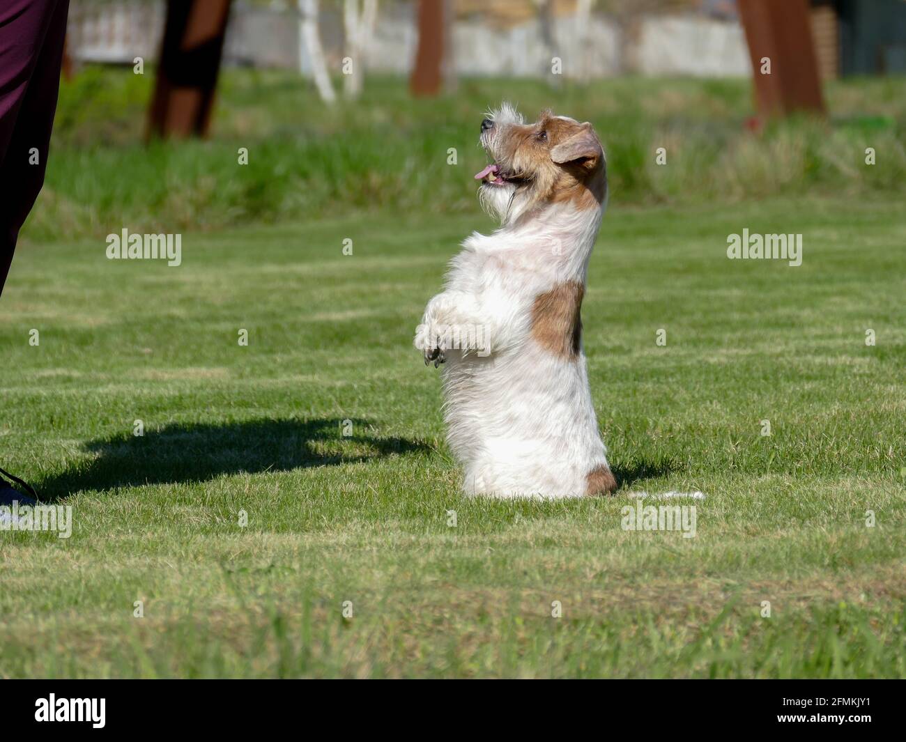 Jack Russell Terrier standing on its hind legs outdoots Stock Photo - Alamy