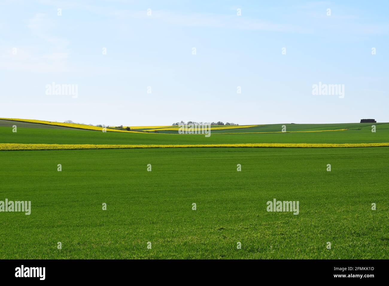 green and yellow fields in the Eifel Stock Photo - Alamy