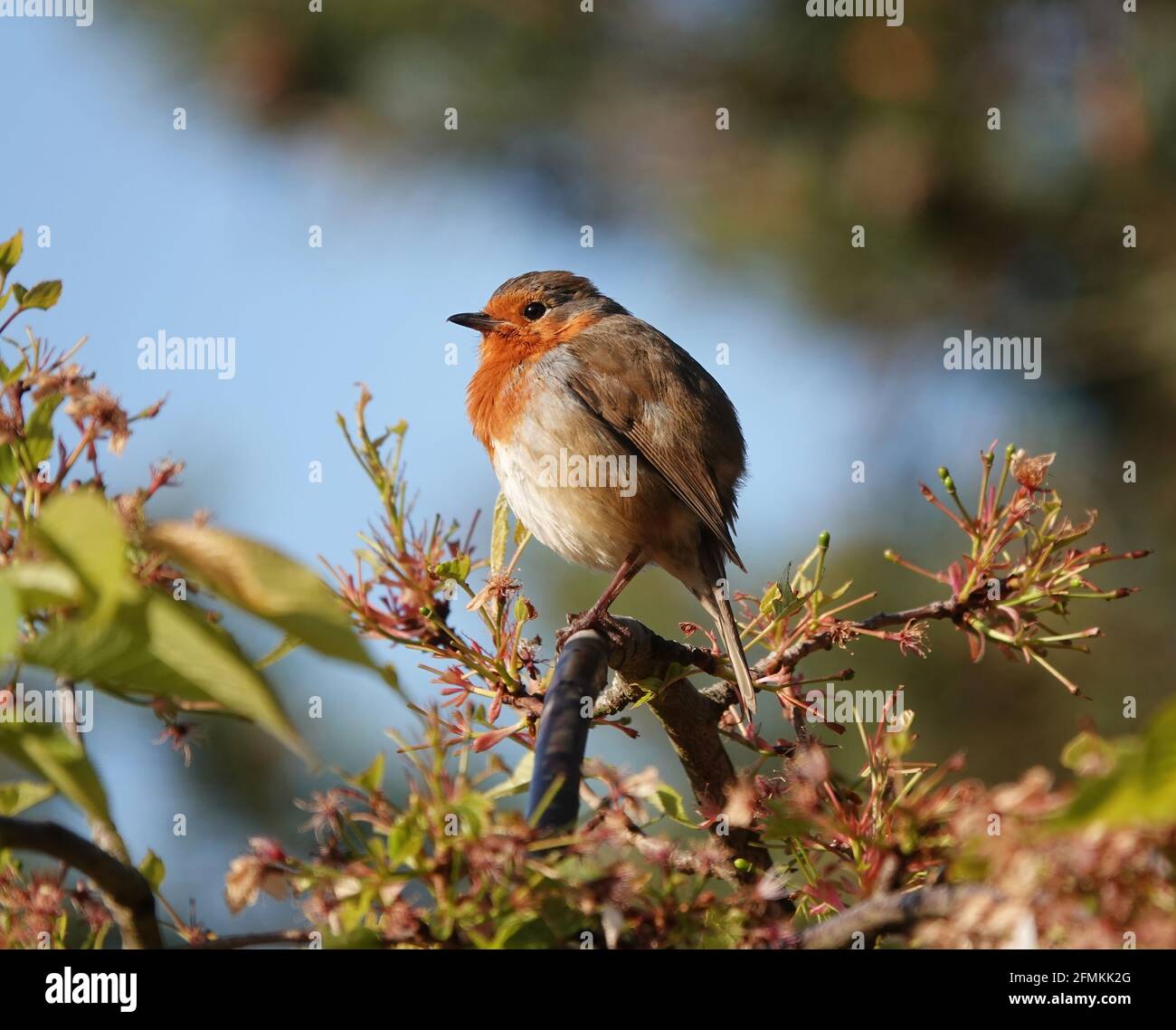 Cute chubby European robin redbreast standing on a curving branch in ...
