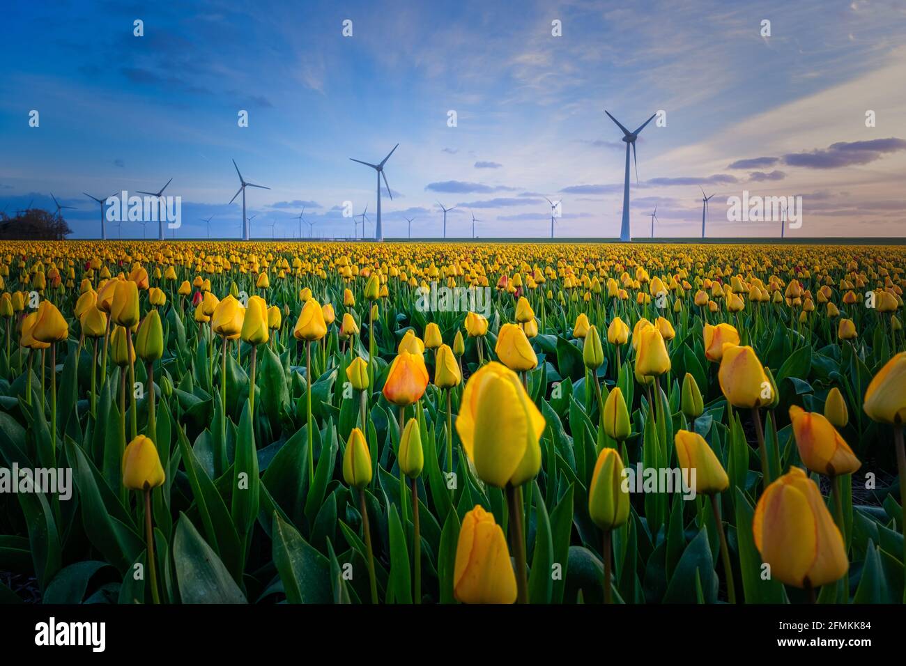 Tulip field in The Netherlands, colorful tulip fields in Flevoland ...