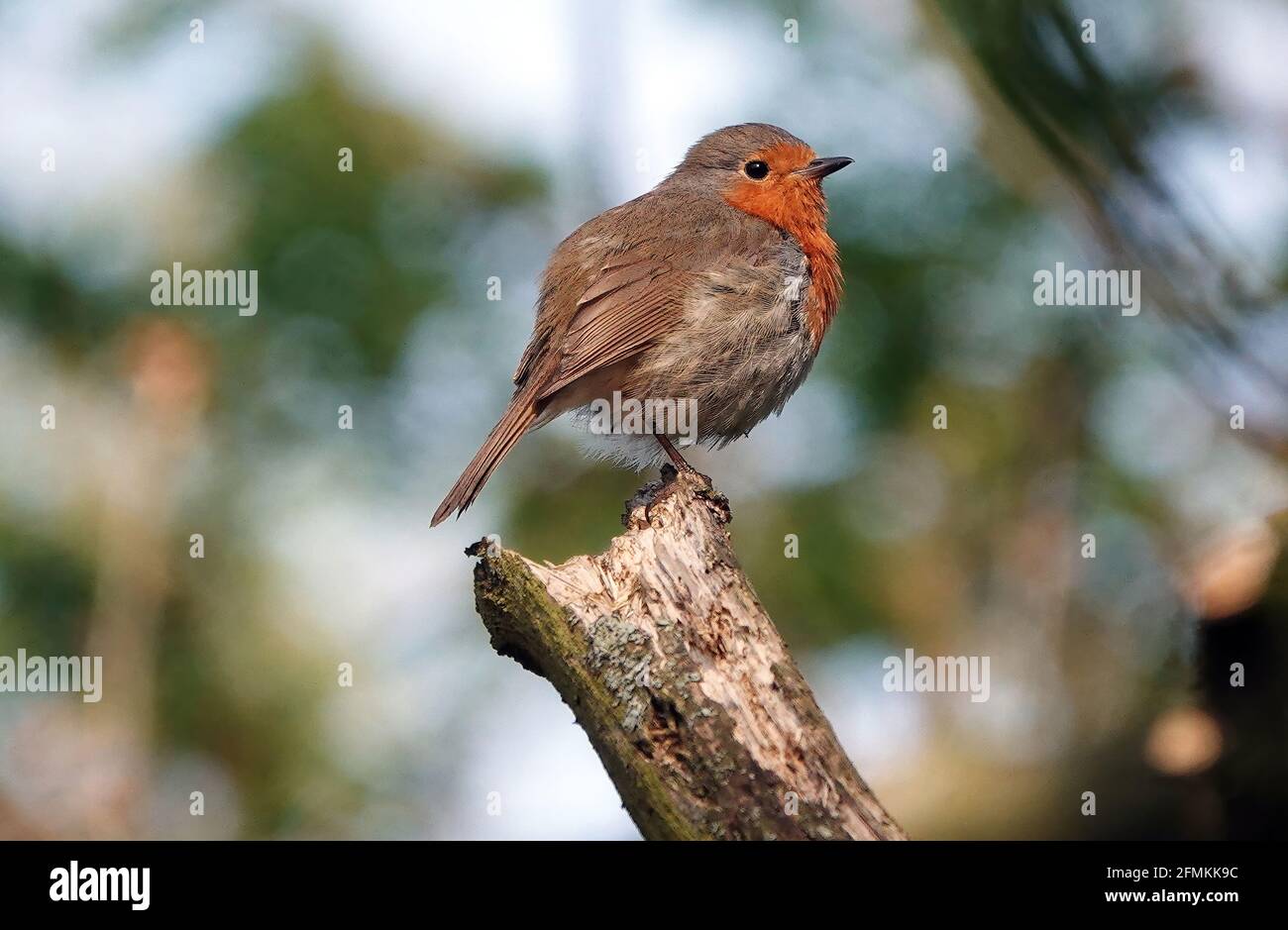Cute chubby European robin redbreast at the end of a branch in the ...