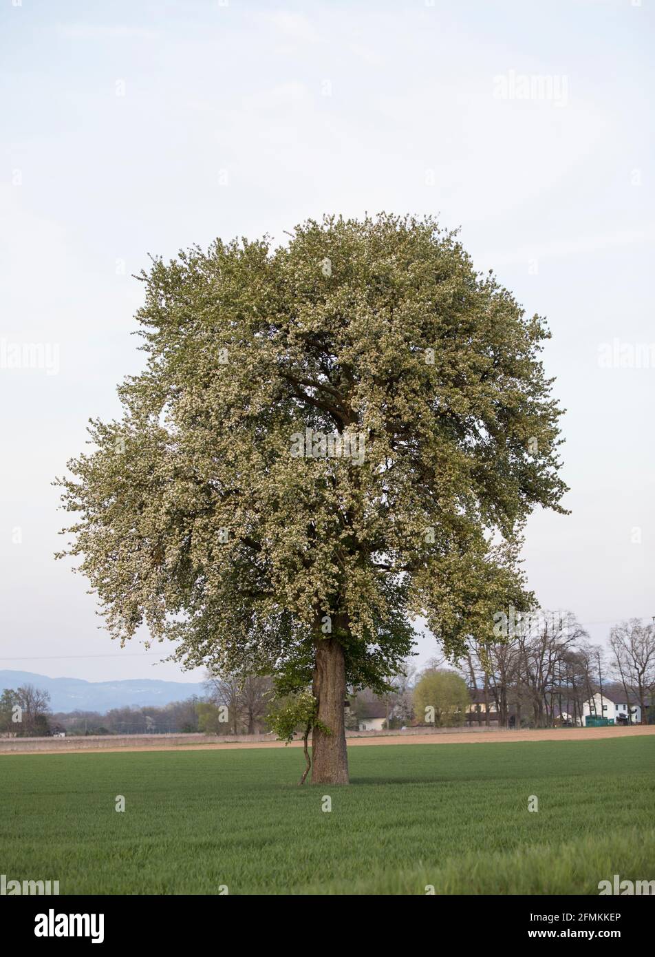 Grosser birnbaum hi-res stock photography and images - Alamy