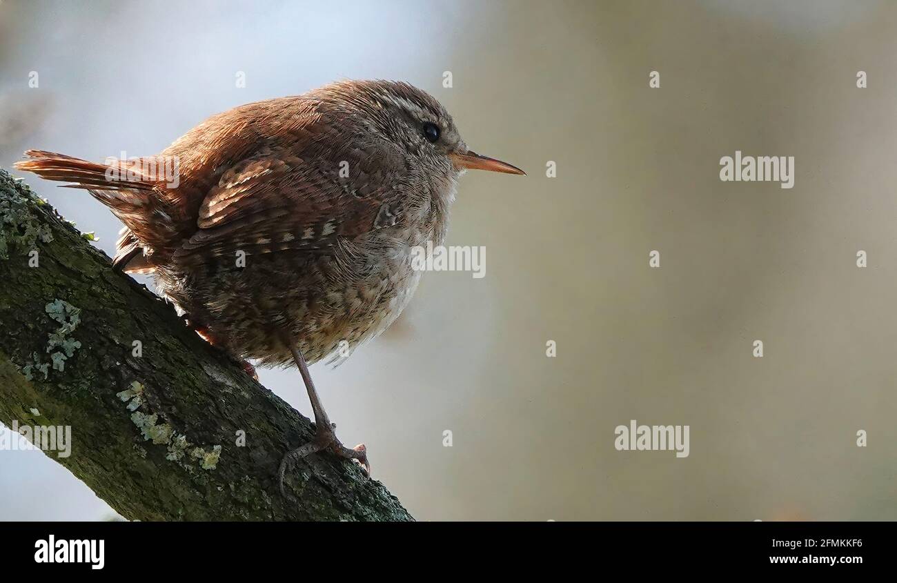 Closeup of a cute chubby wren standing on a branch in the woods with a ...
