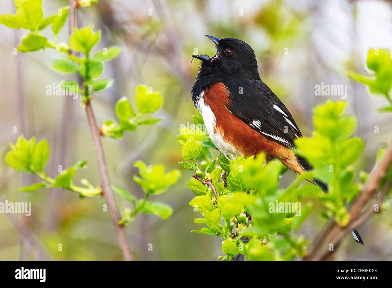 Eastern towhees singing hi-res stock photography and images - Alamy
