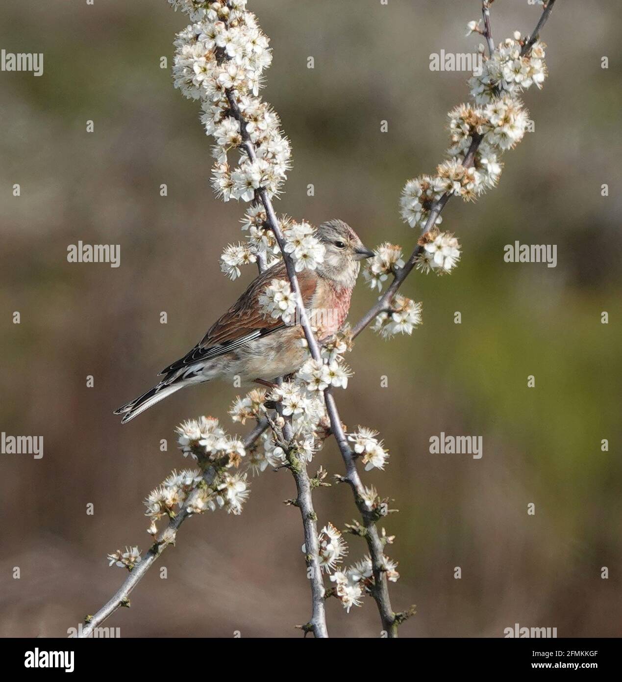 Closeup of a cute linnet bird on flowery branches crossed over each ...