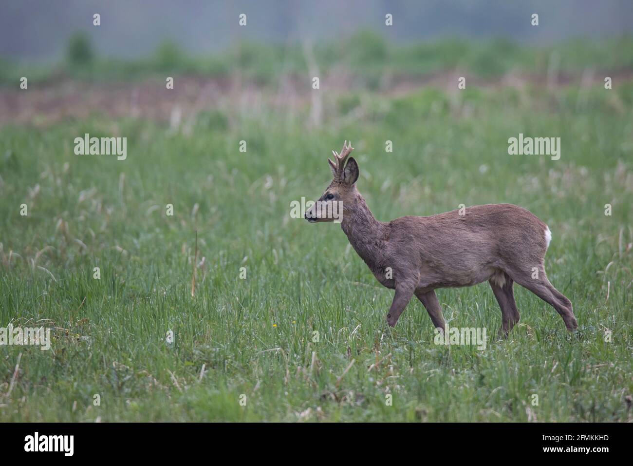 Reh fressen hi-res stock photography and images - Alamy