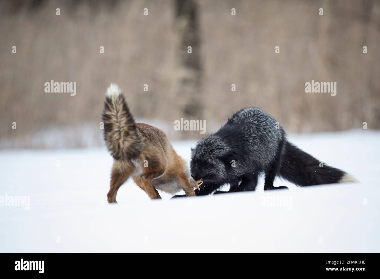 Rotfuchs und Silberfuchs,Vulpes vulpes, red fox and silver fox Stock ...