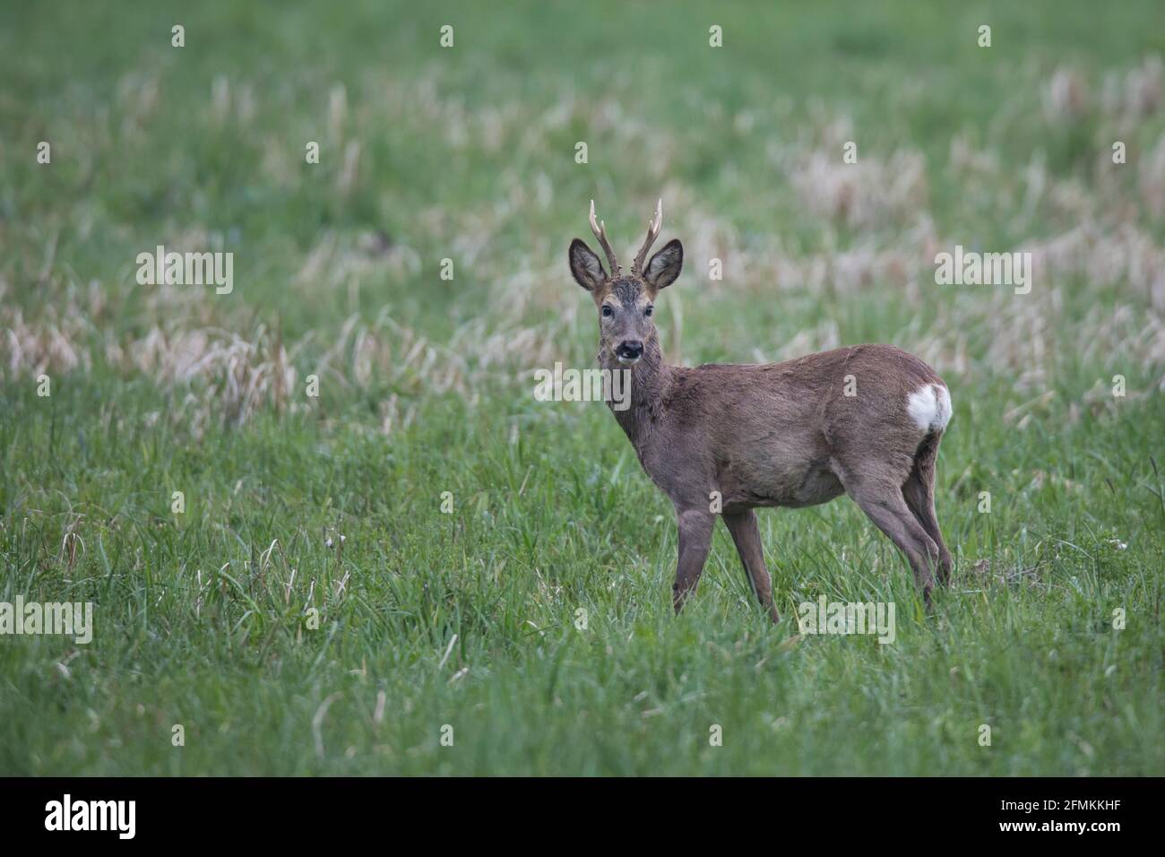 Buck (capreolus capreolus) roe deer hi-res stock photography and images ...
