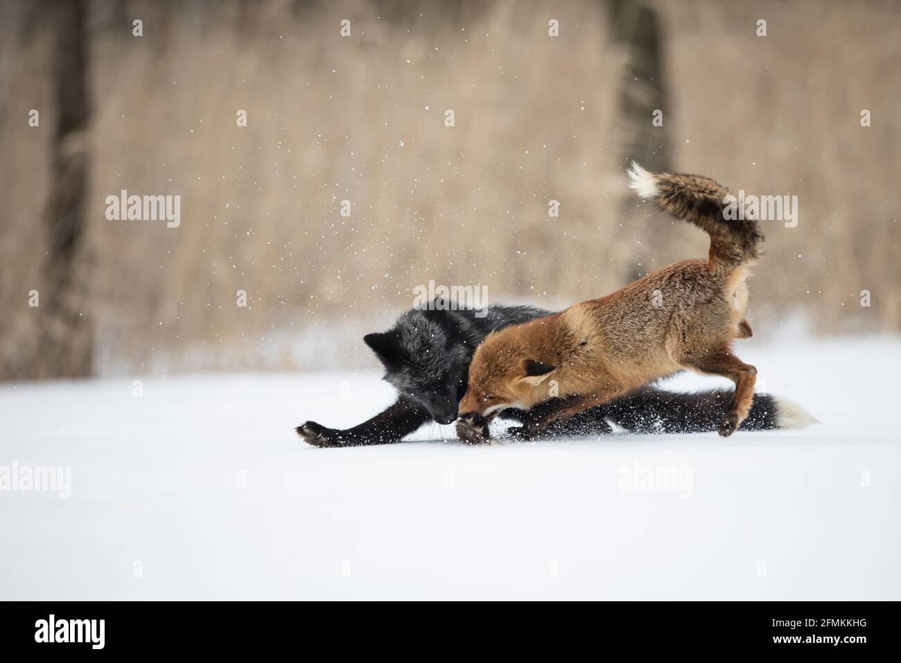 Rotfuchs und Silberfuchs,Vulpes vulpes, red fox and silver fox Stock ...