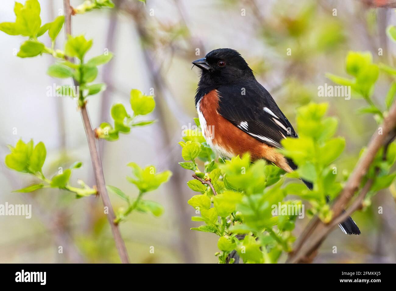 Towhee hi-res stock photography and images - Alamy