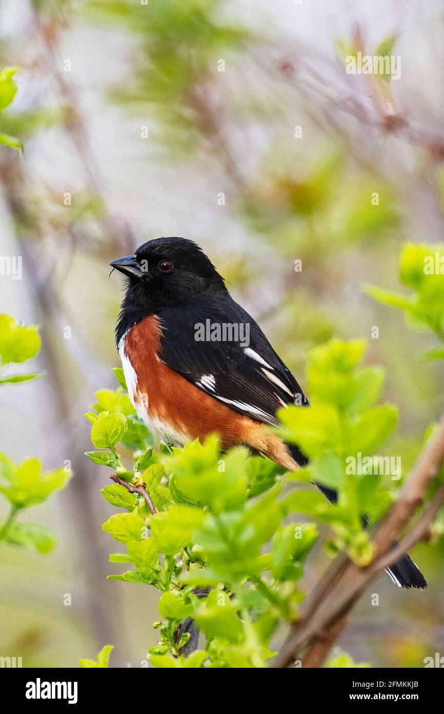 Towhee hi-res stock photography and images - Alamy