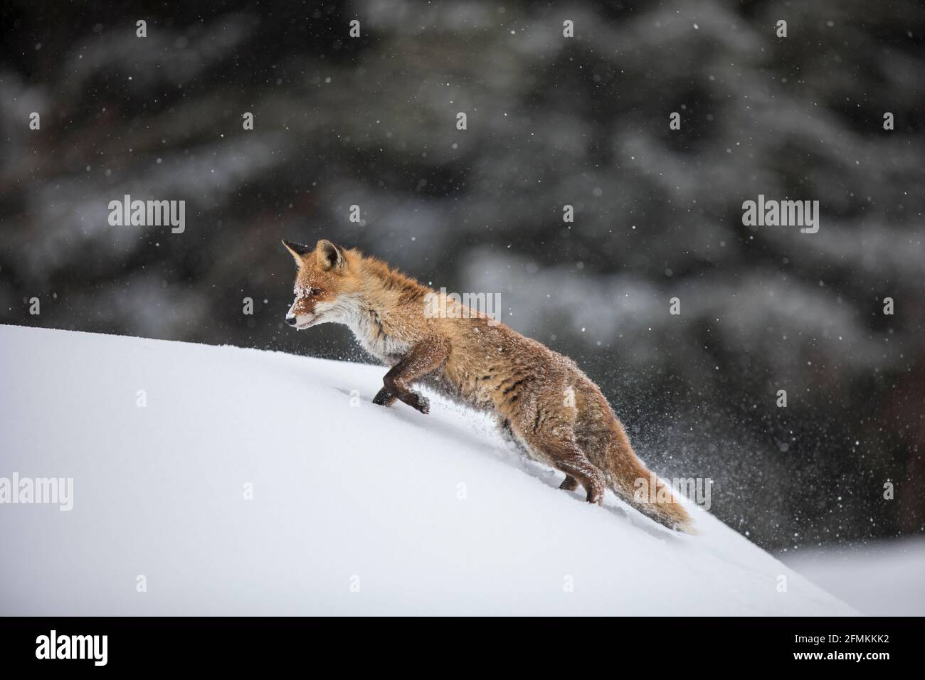 Rotfuchs,Vulpes vulpes, red fox Stock Photo - Alamy