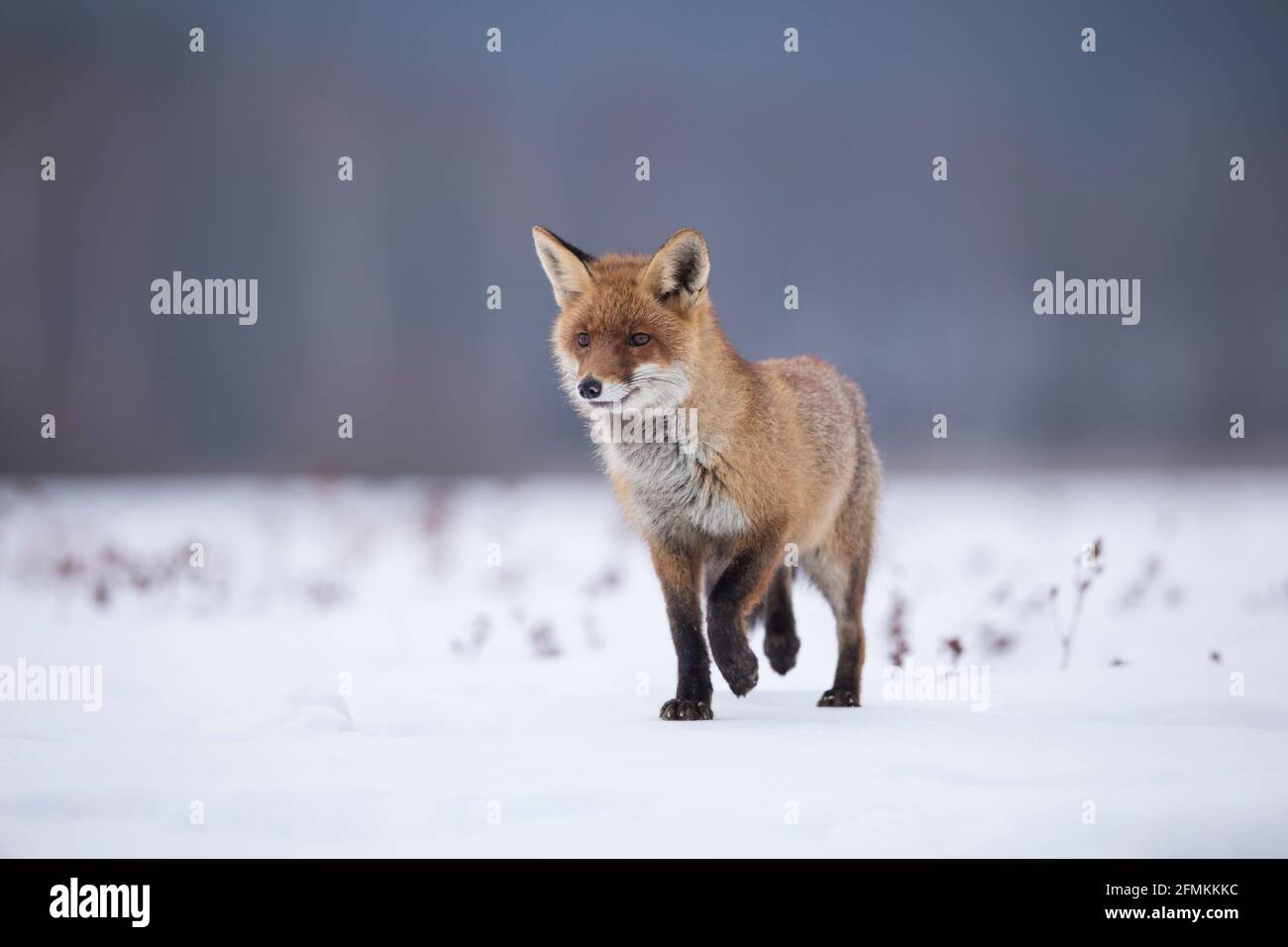 Rotfuchs,Vulpes vulpes, red fox Stock Photo - Alamy