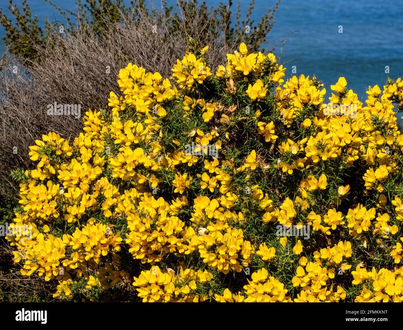 Yellow gorse flowers. Invasive plant species Stock Photo - Alamy