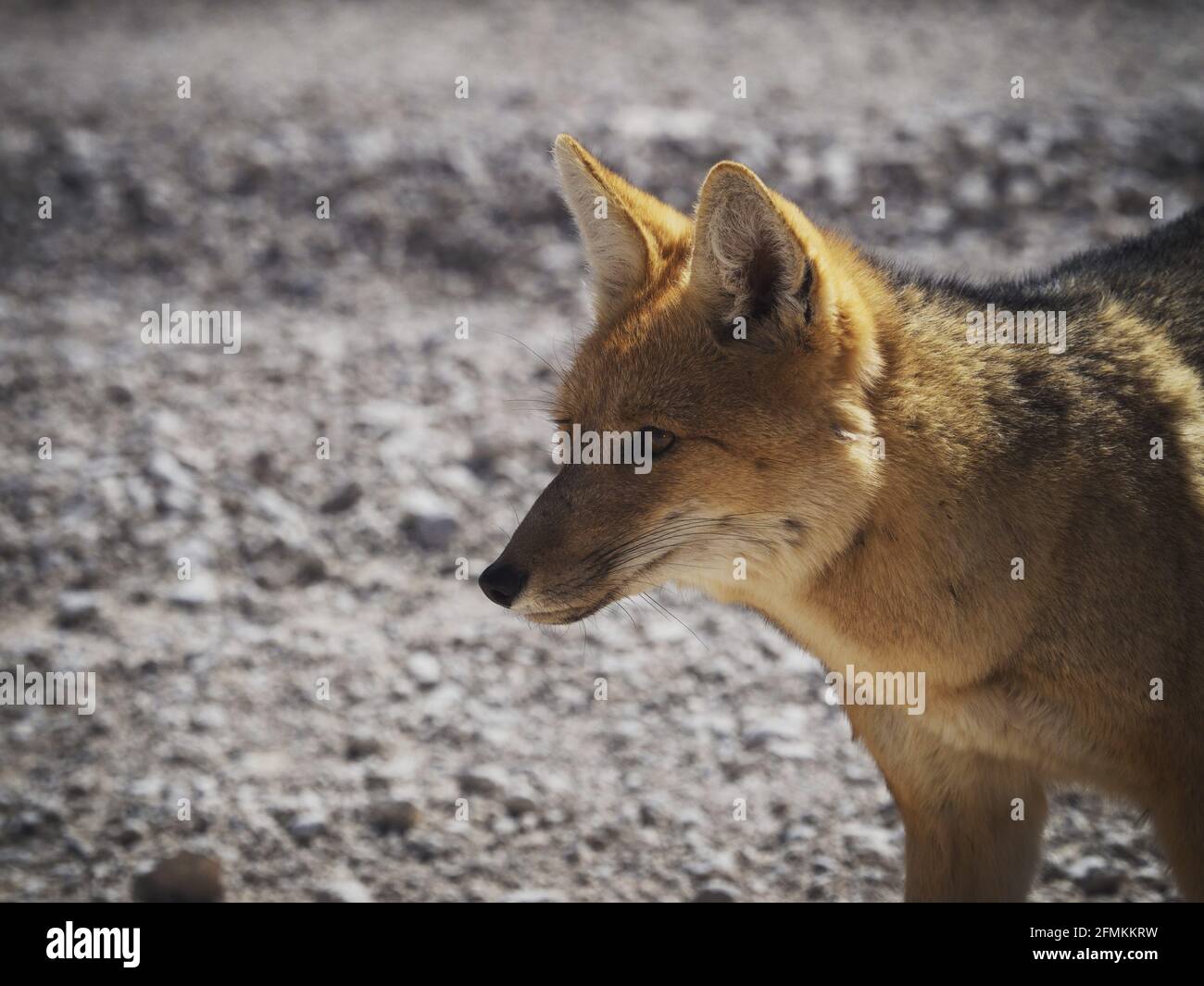 Closeup view of Andean fox culpeo lycalopex culpaeus wildlife animal in ...