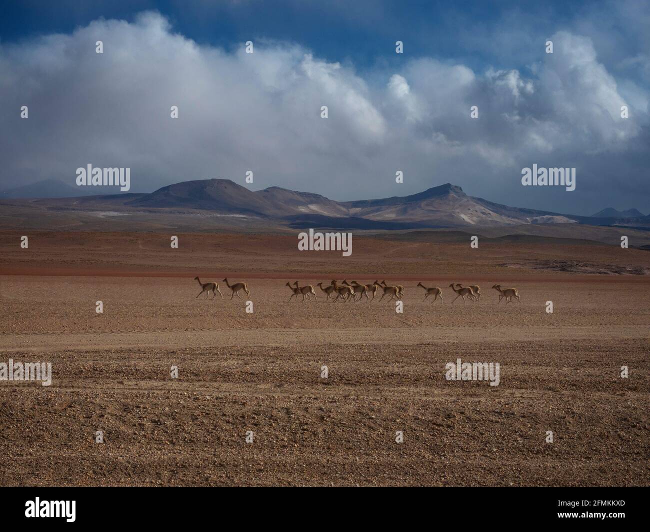 Typical Andes mountains Altiplano landscape panorama with a group herd ...