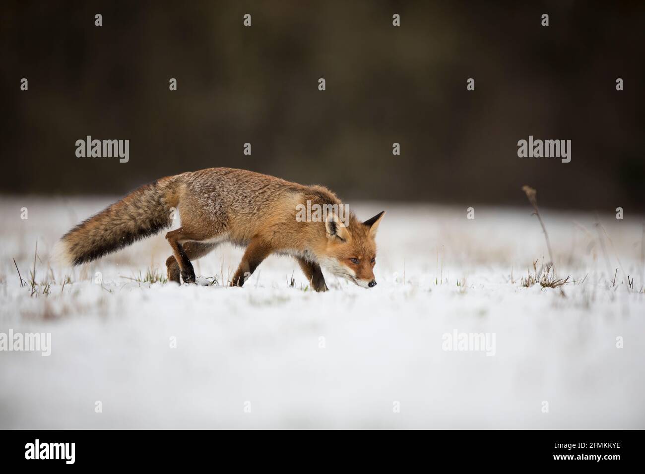Laufen rennen hi-res stock photography and images - Alamy