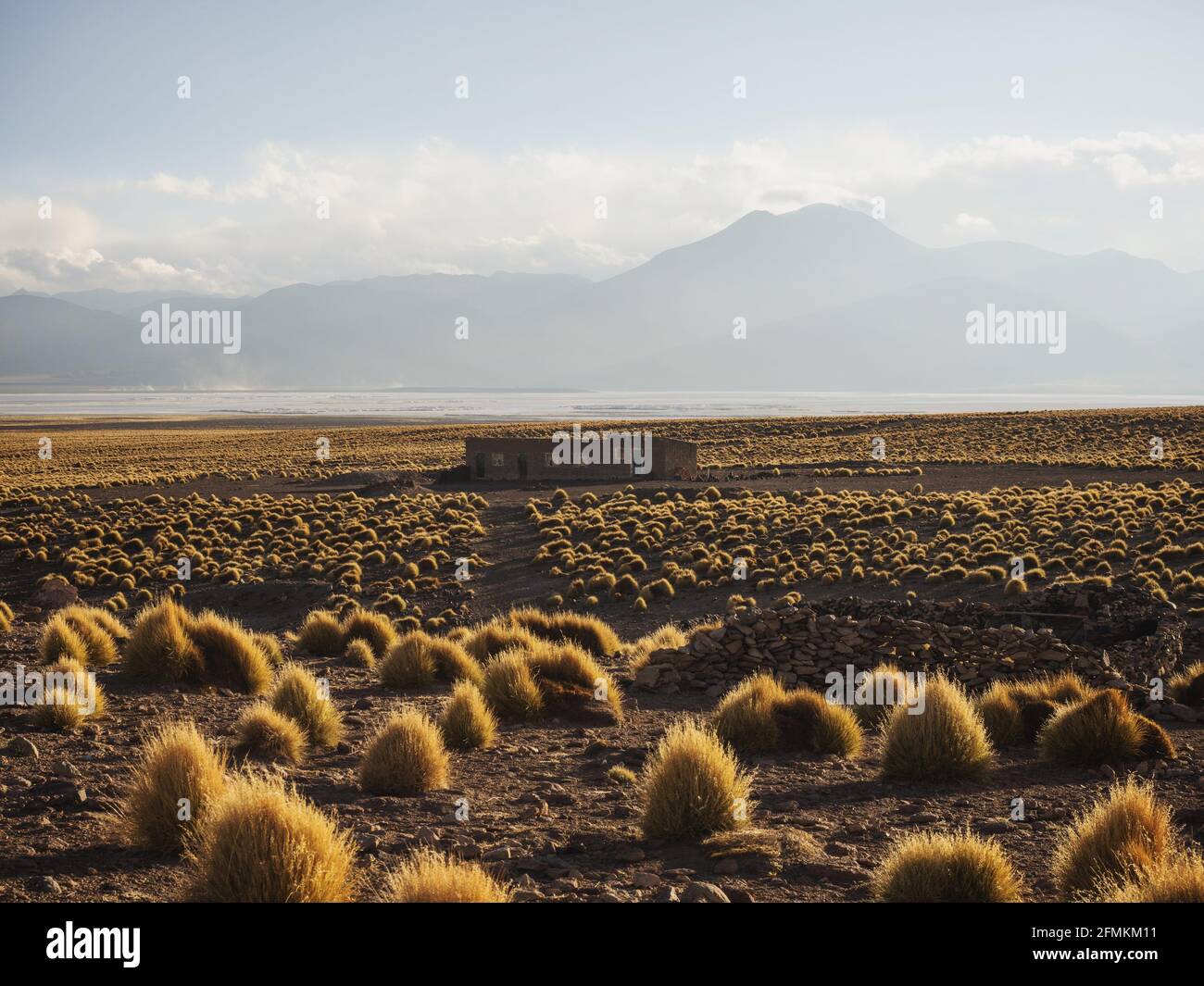 Puna grassland ecoregion hi-res stock photography and images - Alamy