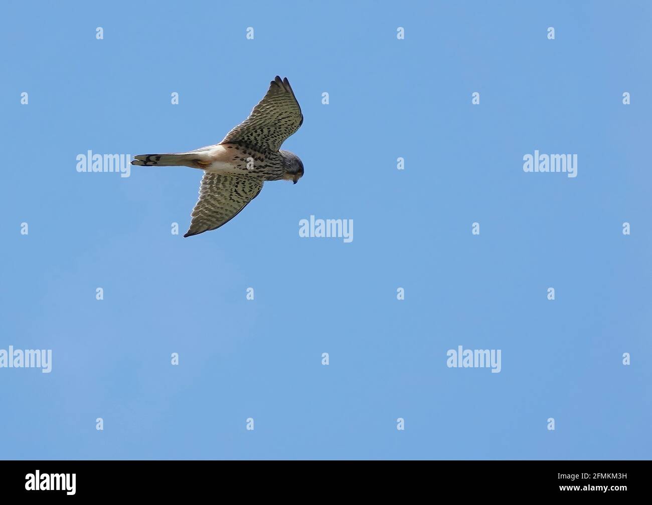 Kestrel from below hi-res stock photography and images - Alamy