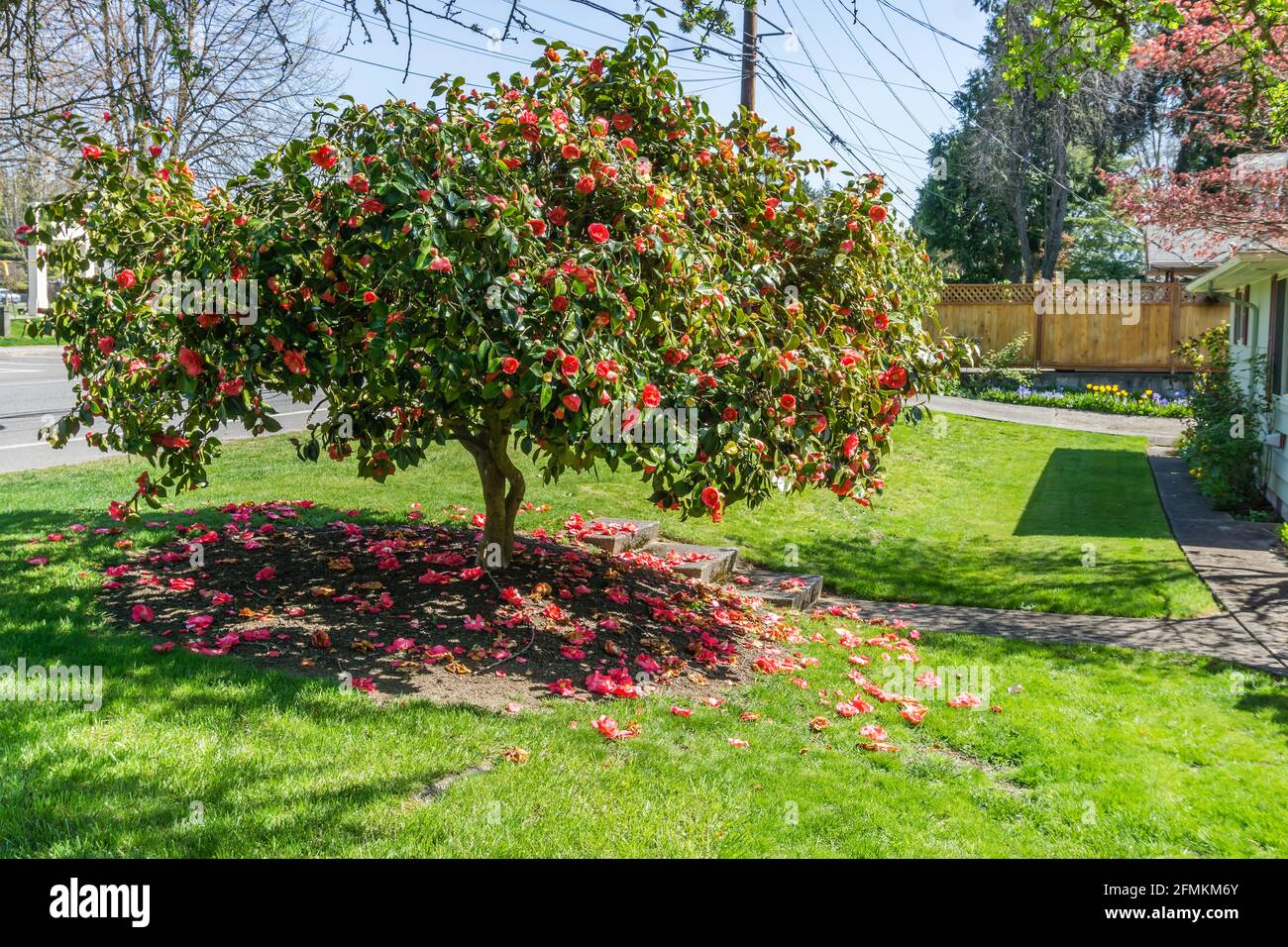 A view of a blooming Cameila bush with red flowers in Burien ...