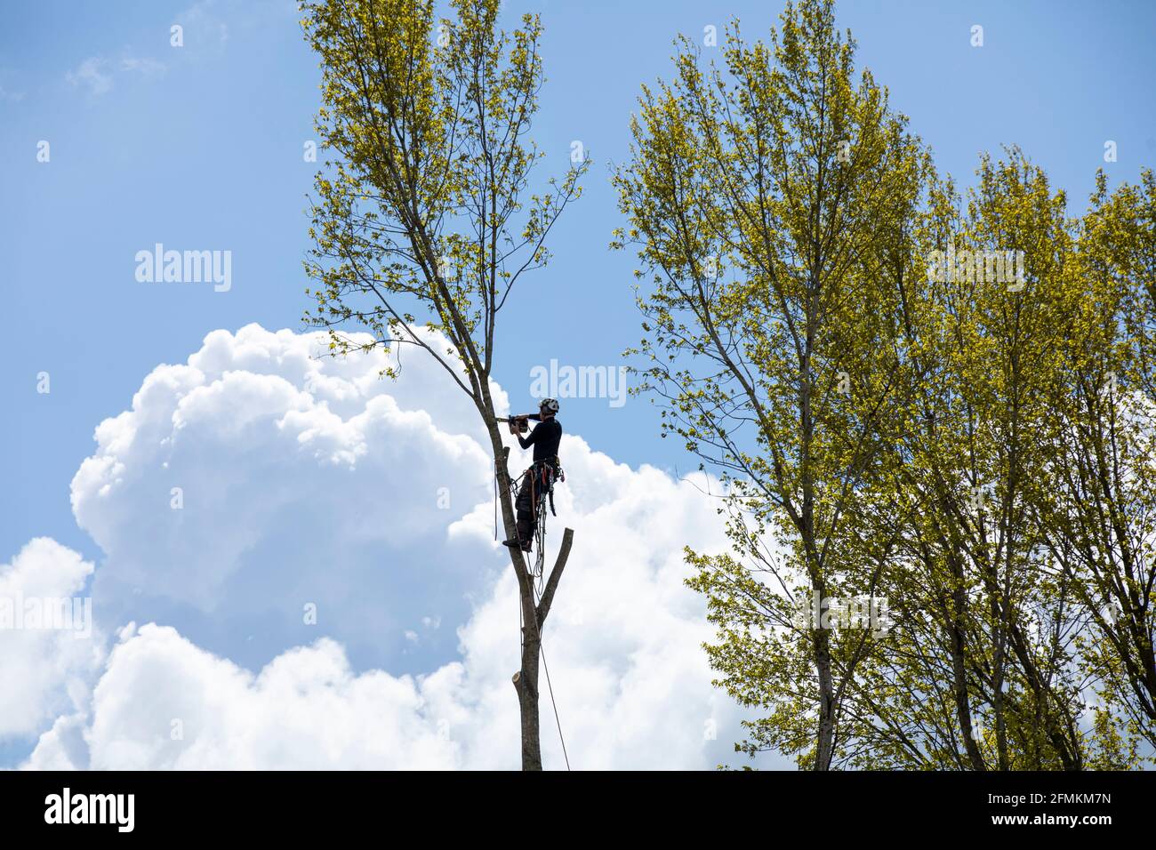 Tree surgeon cutting the last branch off the top of a tree Stock Photo ...