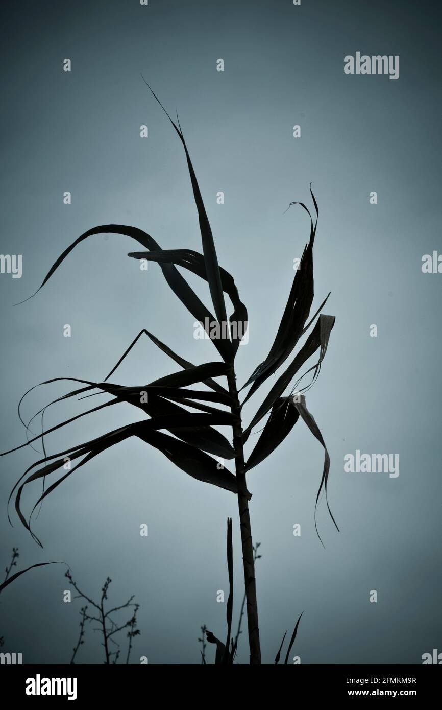Reed silhouette hi-res stock photography and images - Alamy