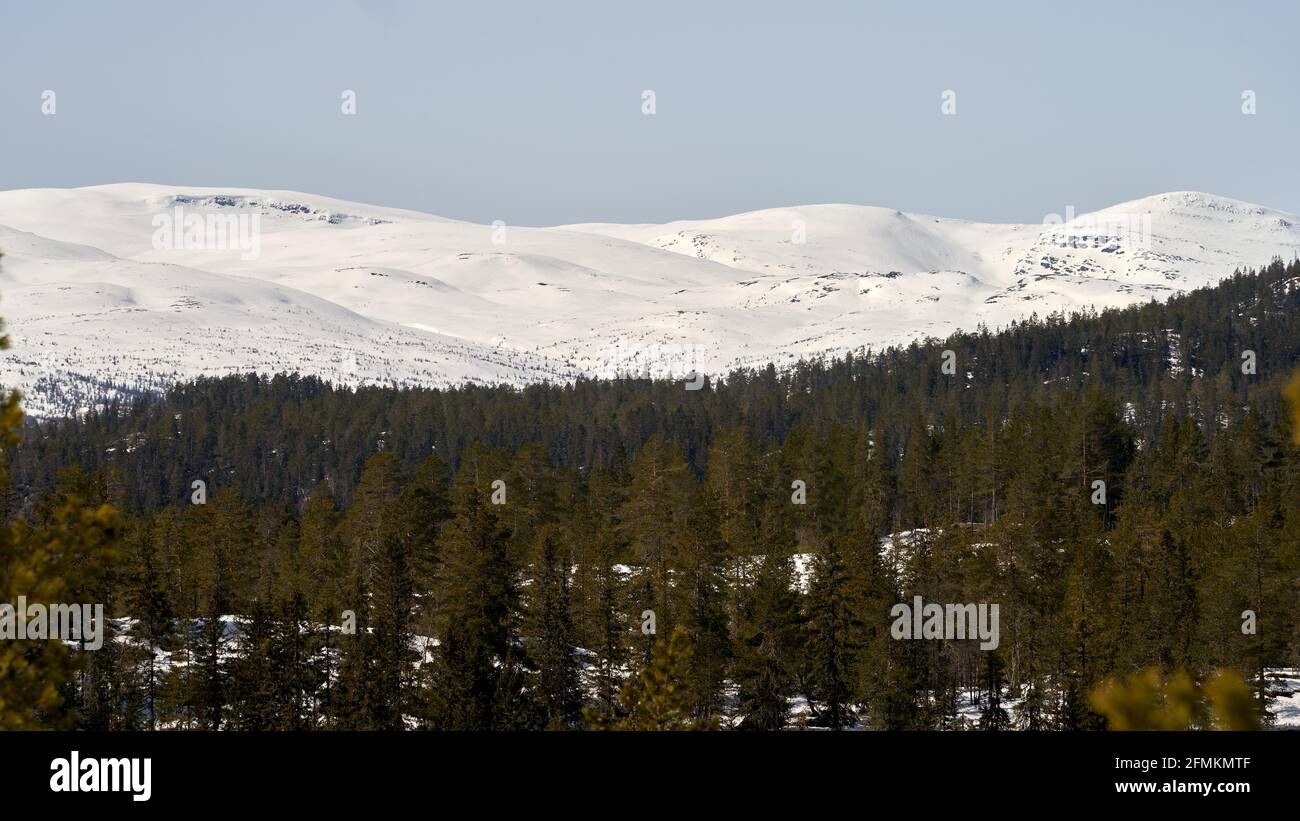 Beautiful scenery of pine trees with snow-covered mountains in ...