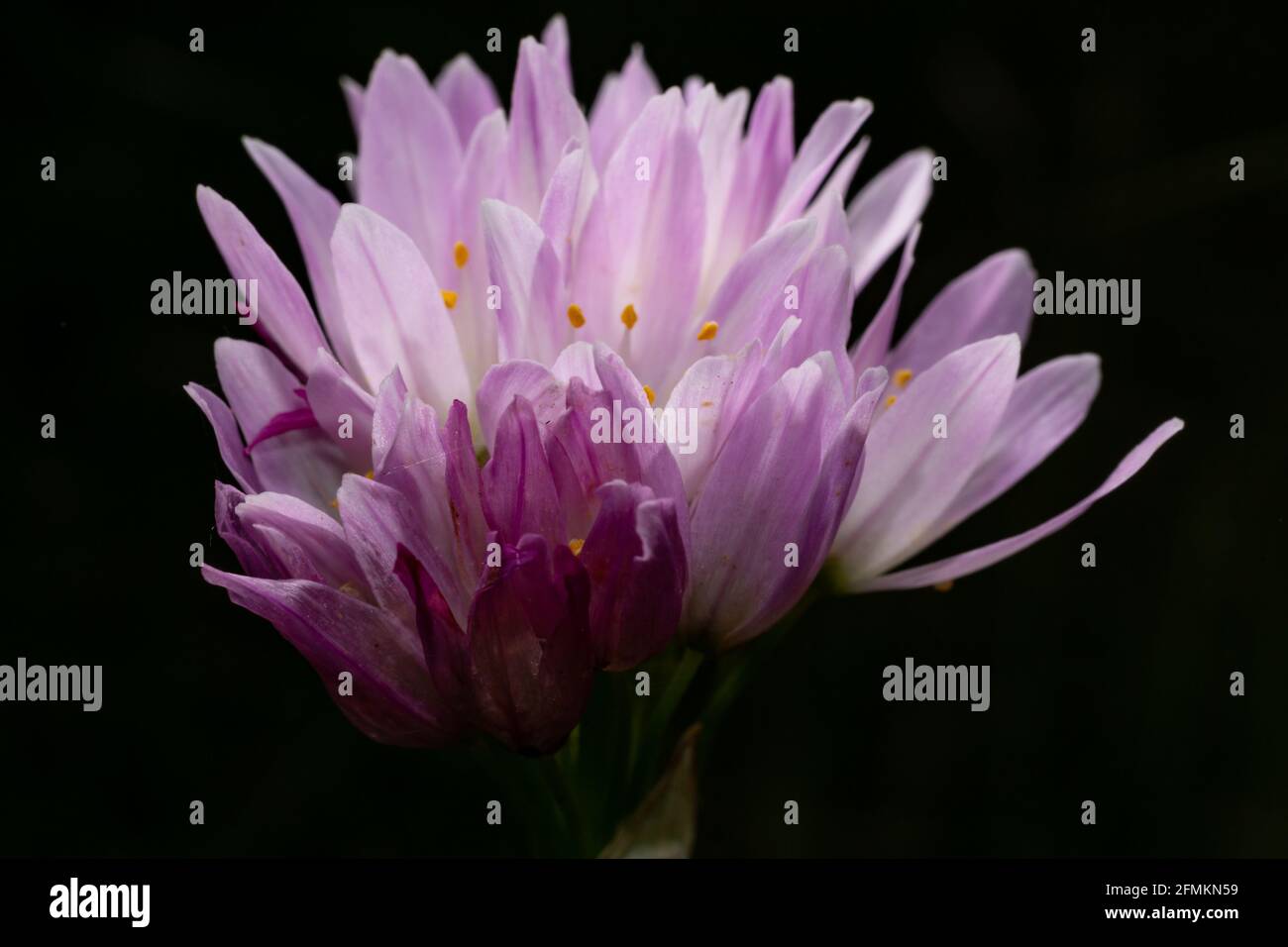 Pink flower of Allium roseum, the rosy garlic, a beautiful wildflower ...