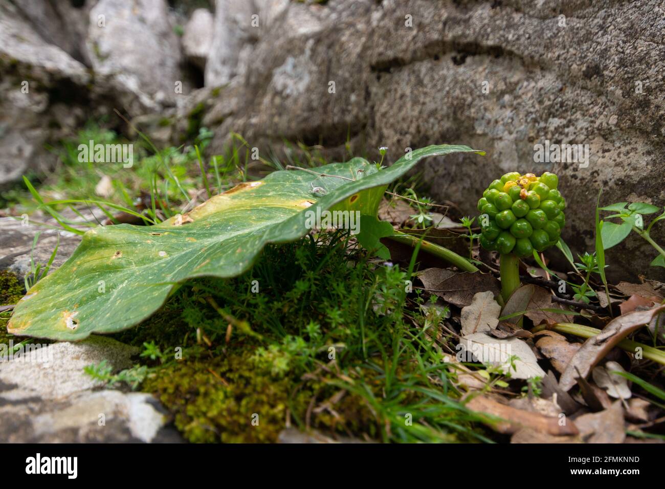 Arum pictum, leaf and seed stand, Majorca Stock Photo - Alamy
