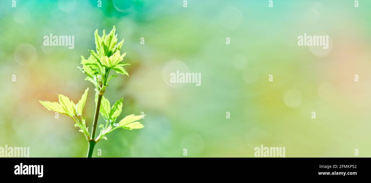 Spring-summer background - young maple leaves shine through in the rays ...