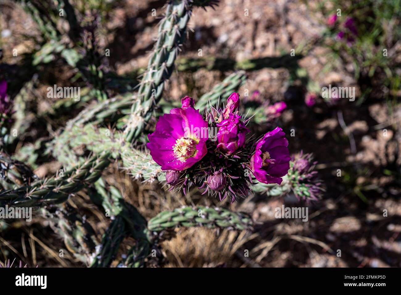 Cactus flowers in the Big Bend Stock Photo - Alamy