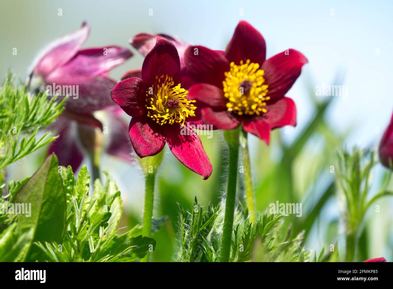 Vulgaris rubra hi-res stock photography and images - Alamy