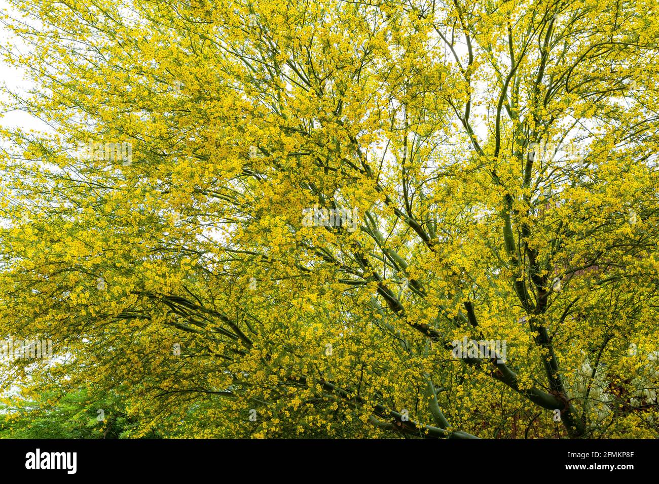 Huisache tree hi-res stock photography and images - Alamy