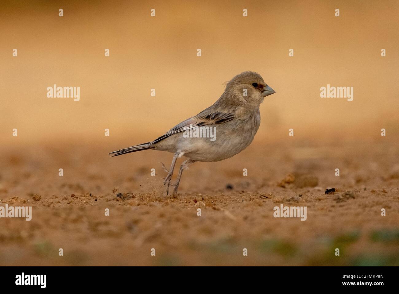 desert finch (Rhodospiza obsoleta Stock Photo - Alamy