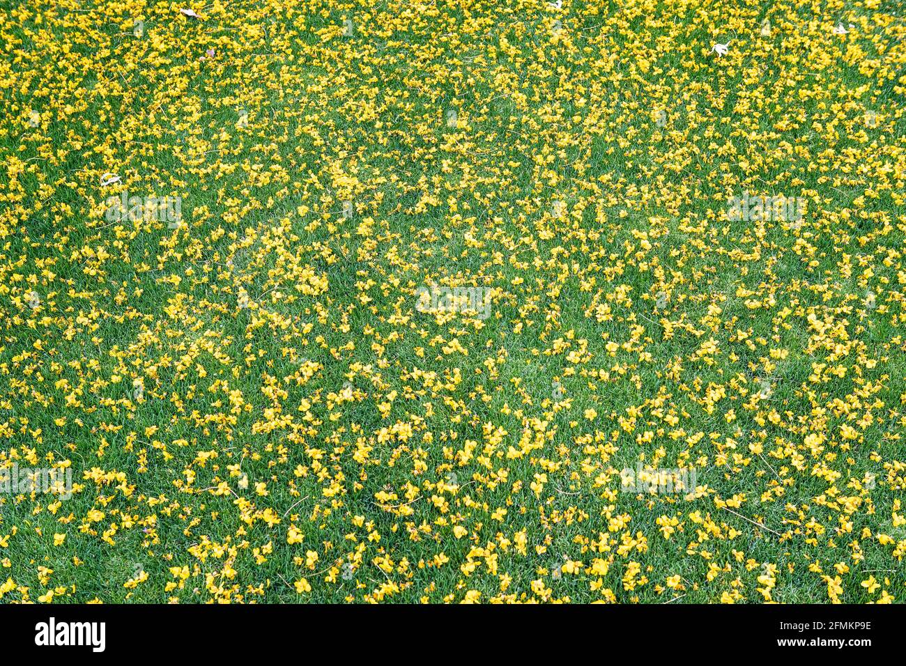 Huisache Tree High Resolution Stock Photography and Images - Alamy