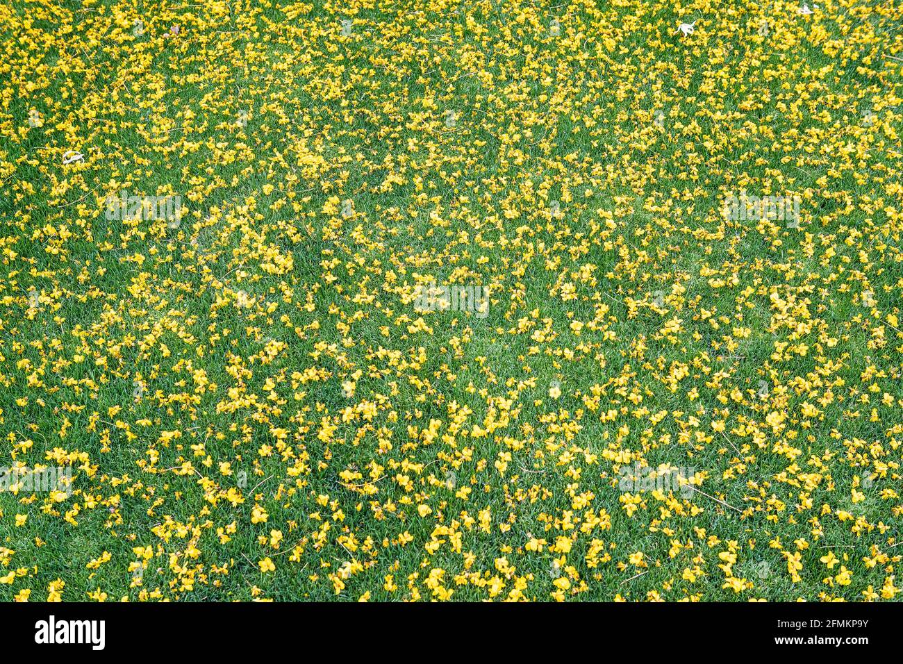 Huisache tree hi-res stock photography and images - Alamy