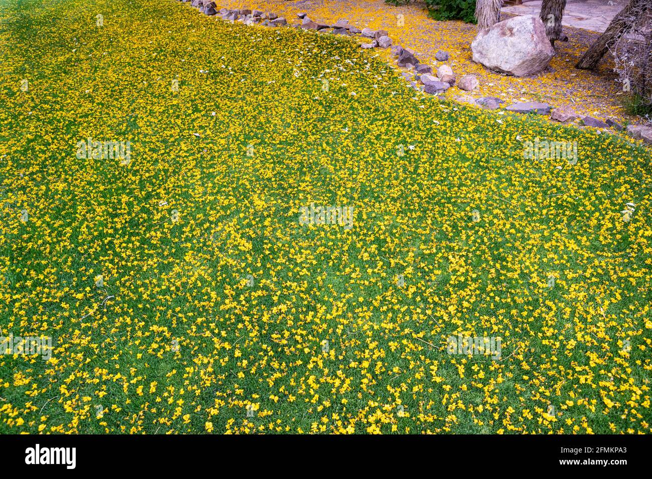 Huisache tree hi-res stock photography and images - Alamy