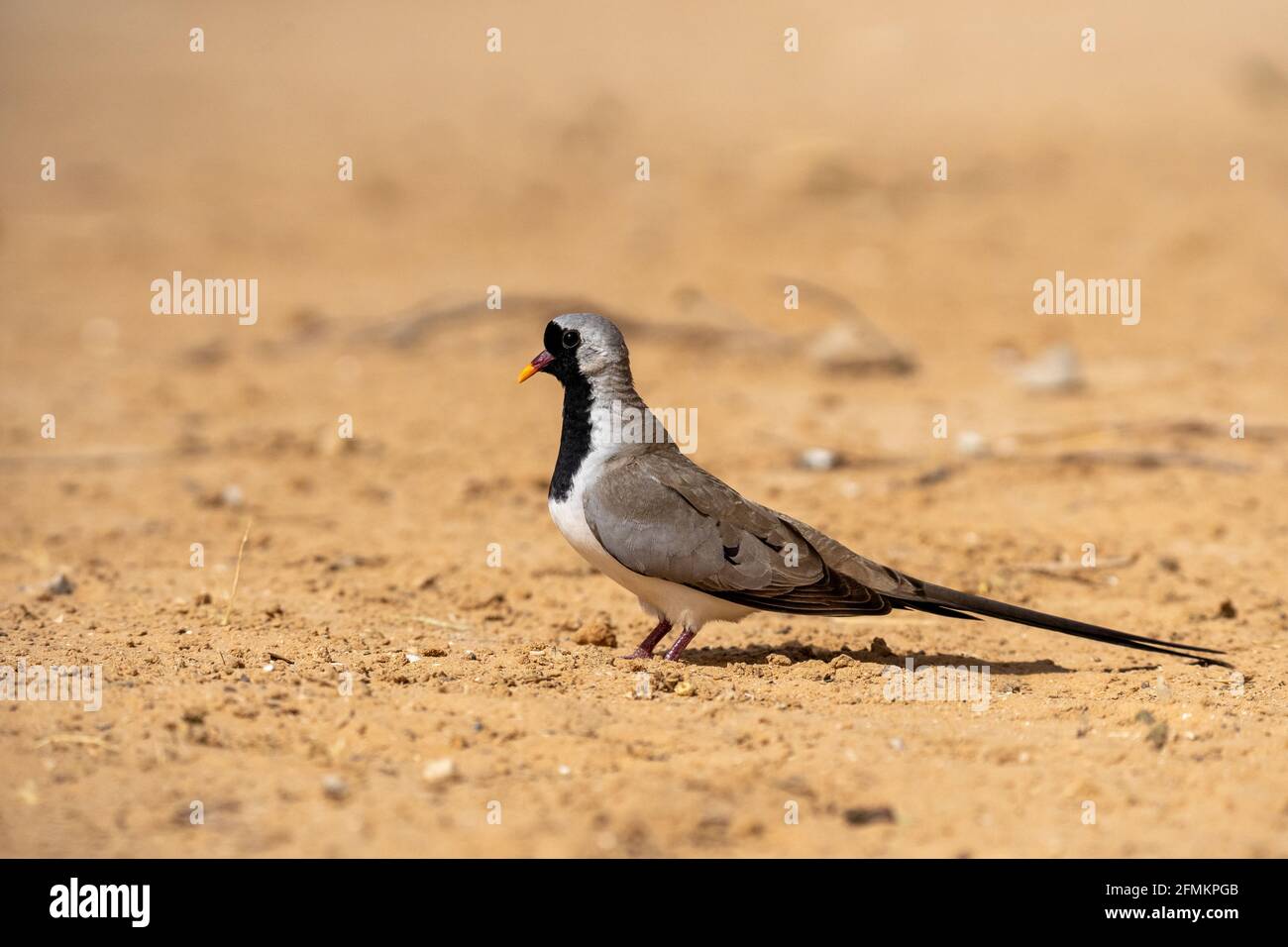 Namaqua dove (Oena capensis Stock Photo - Alamy