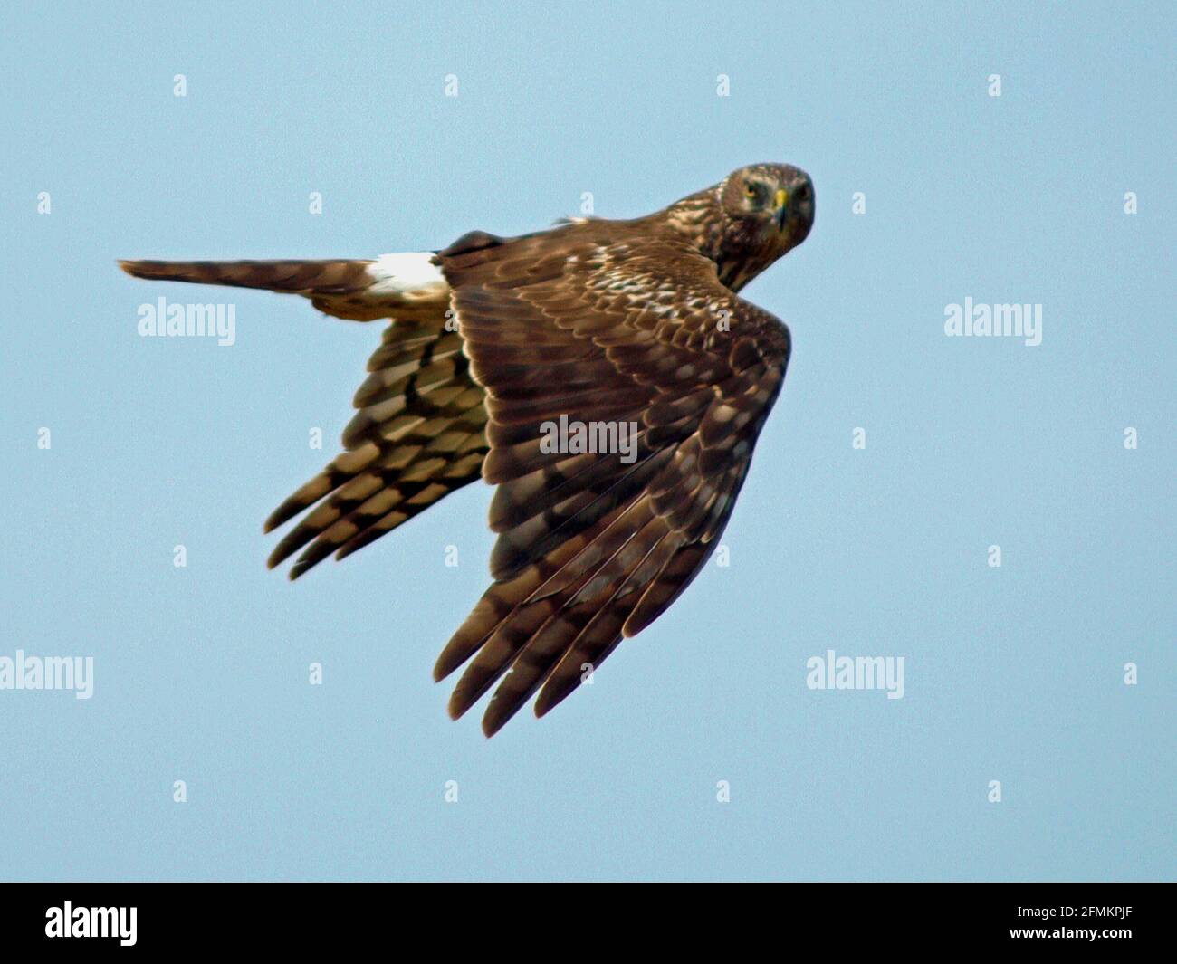 Marsh hawk hi-res stock photography and images - Alamy