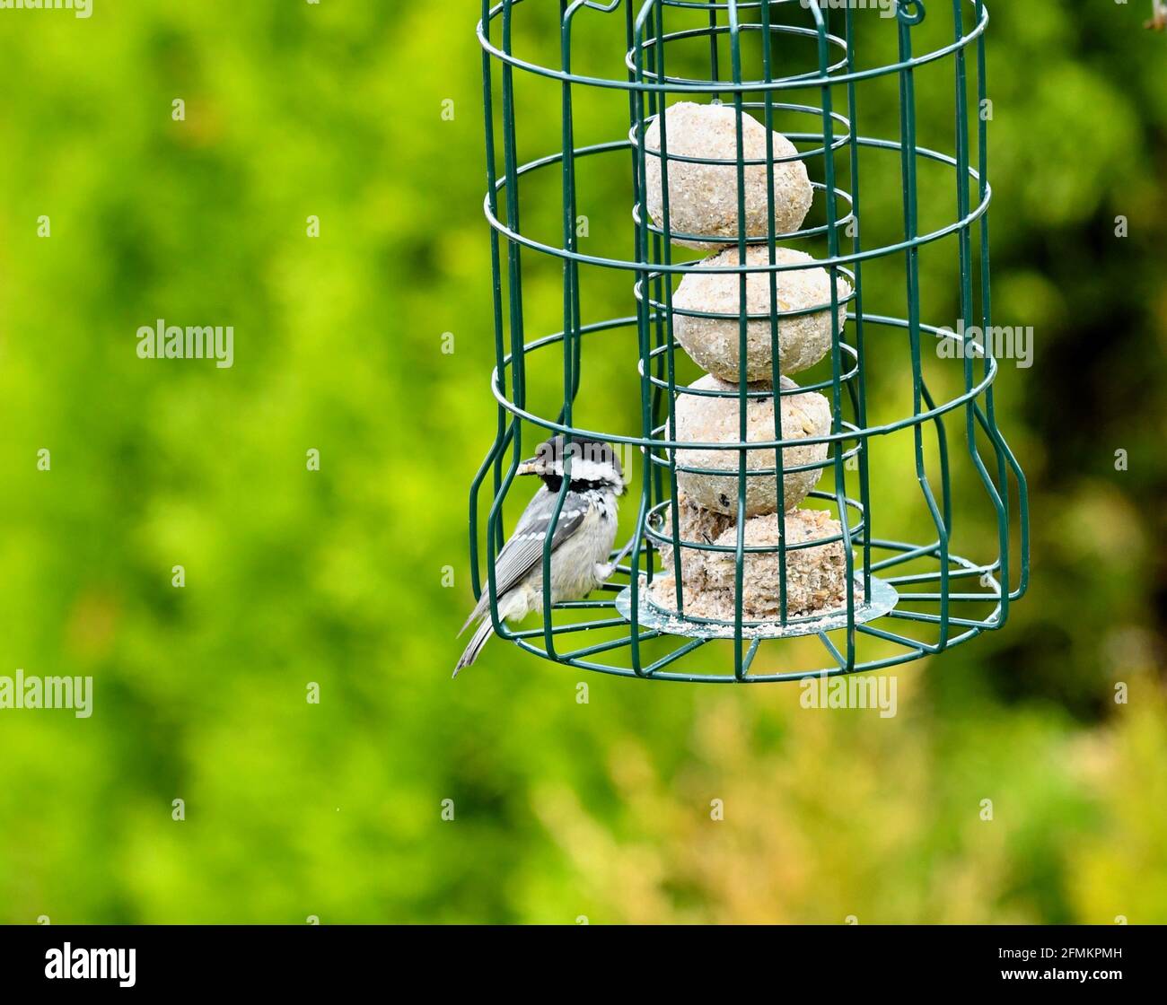 A coal tit feeding on fat balls Stock Photo - Alamy