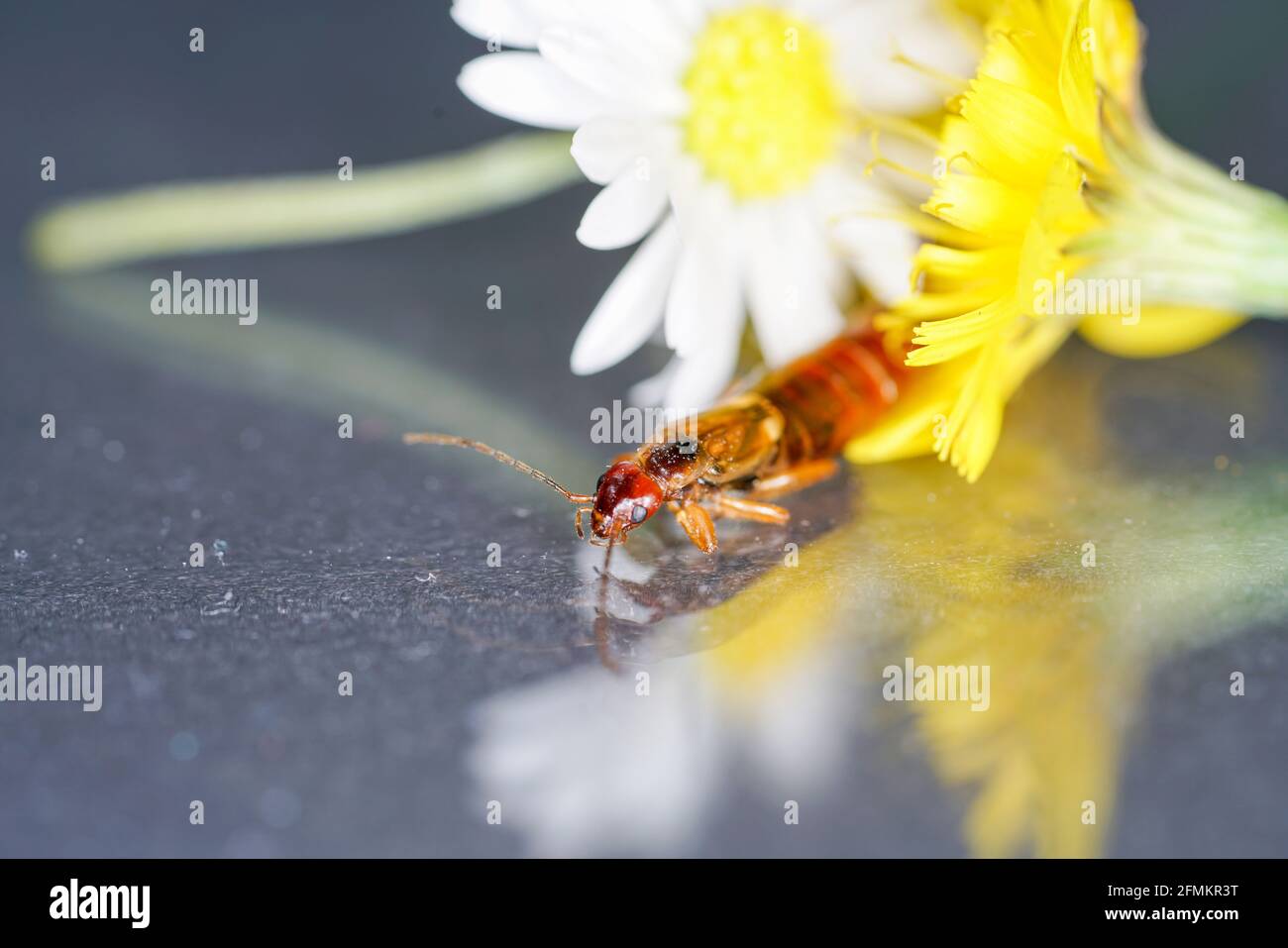 Earwigs photographed in detail with macro lens in the studio Stock ...